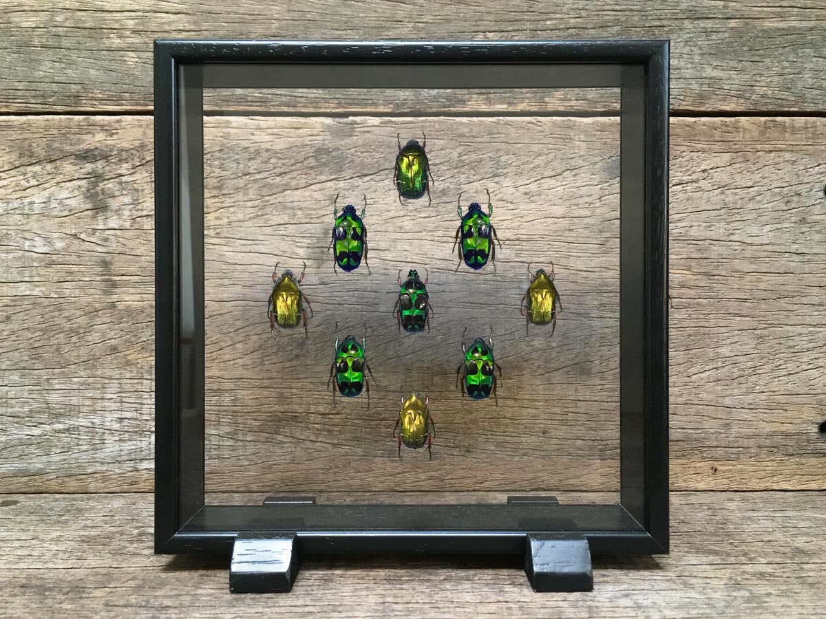 9 Beetle Vitrine – the Otherist