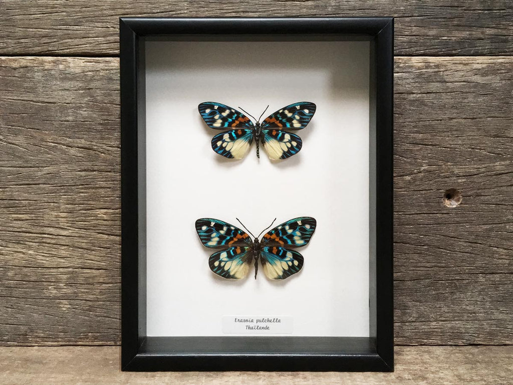 Erasmia pulchella pair – the Otherist