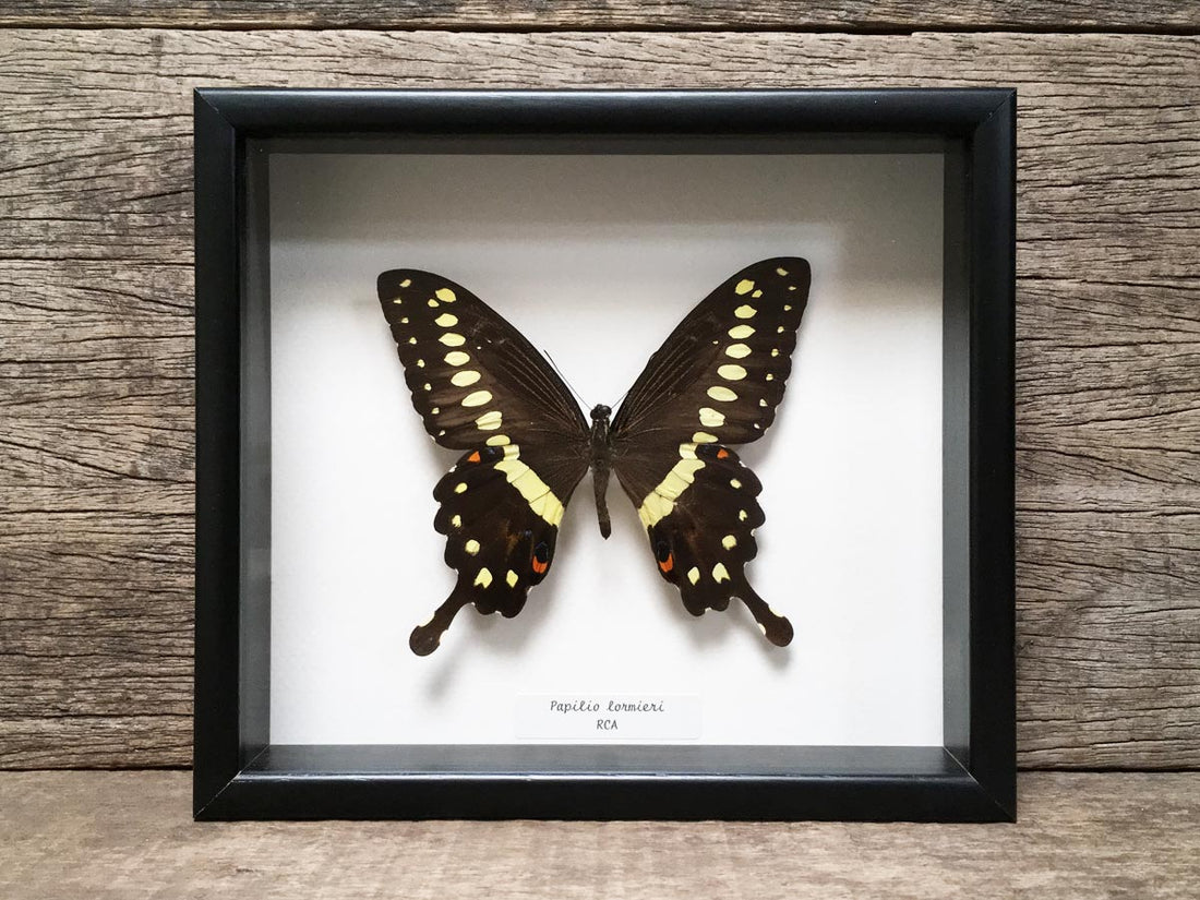 Papilio lormieri – the Otherist