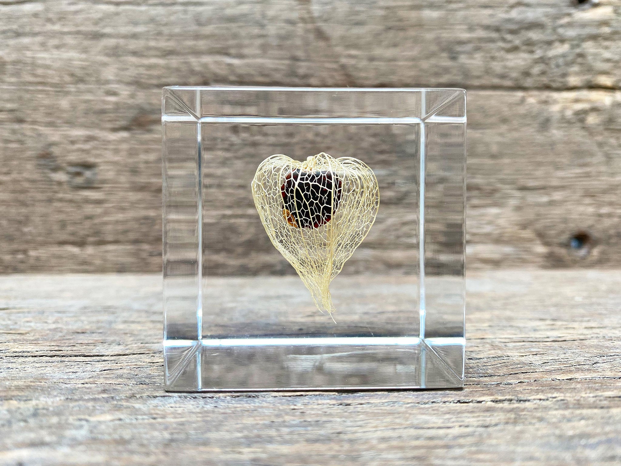 Specimen Cube: Chinese Lantern Sola Cube – the Otherist