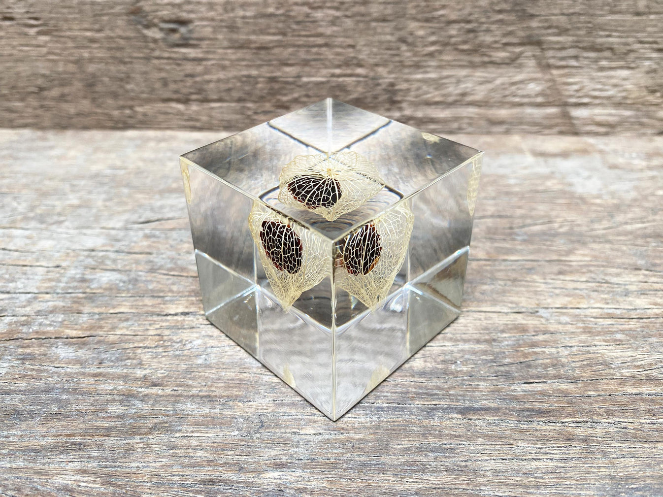 Specimen Cube: Chinese Lantern Sola Cube – the Otherist