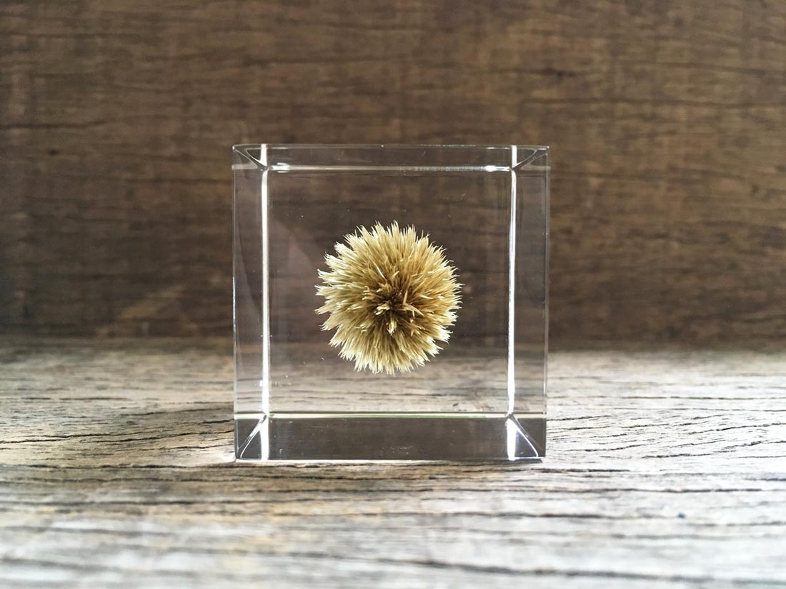 Specimen Cube: Globe Thistle Sola Cube – the Otherist