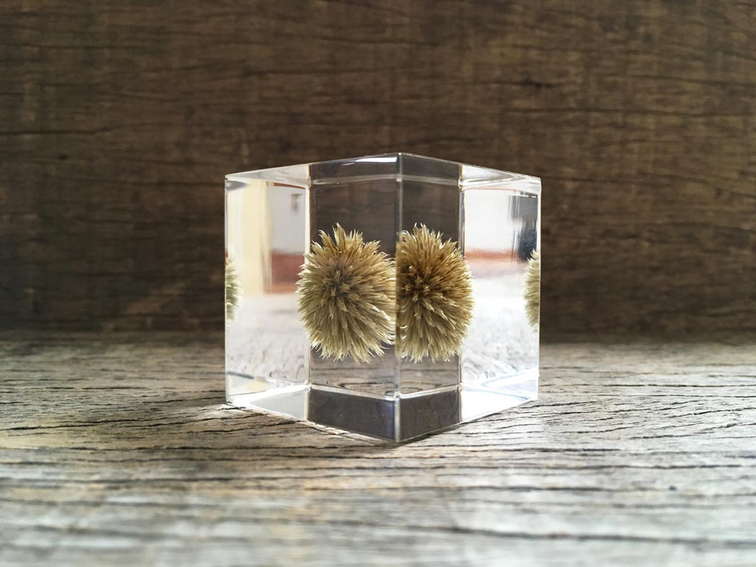 Specimen Cube: Globe Thistle Sola Cube – the Otherist