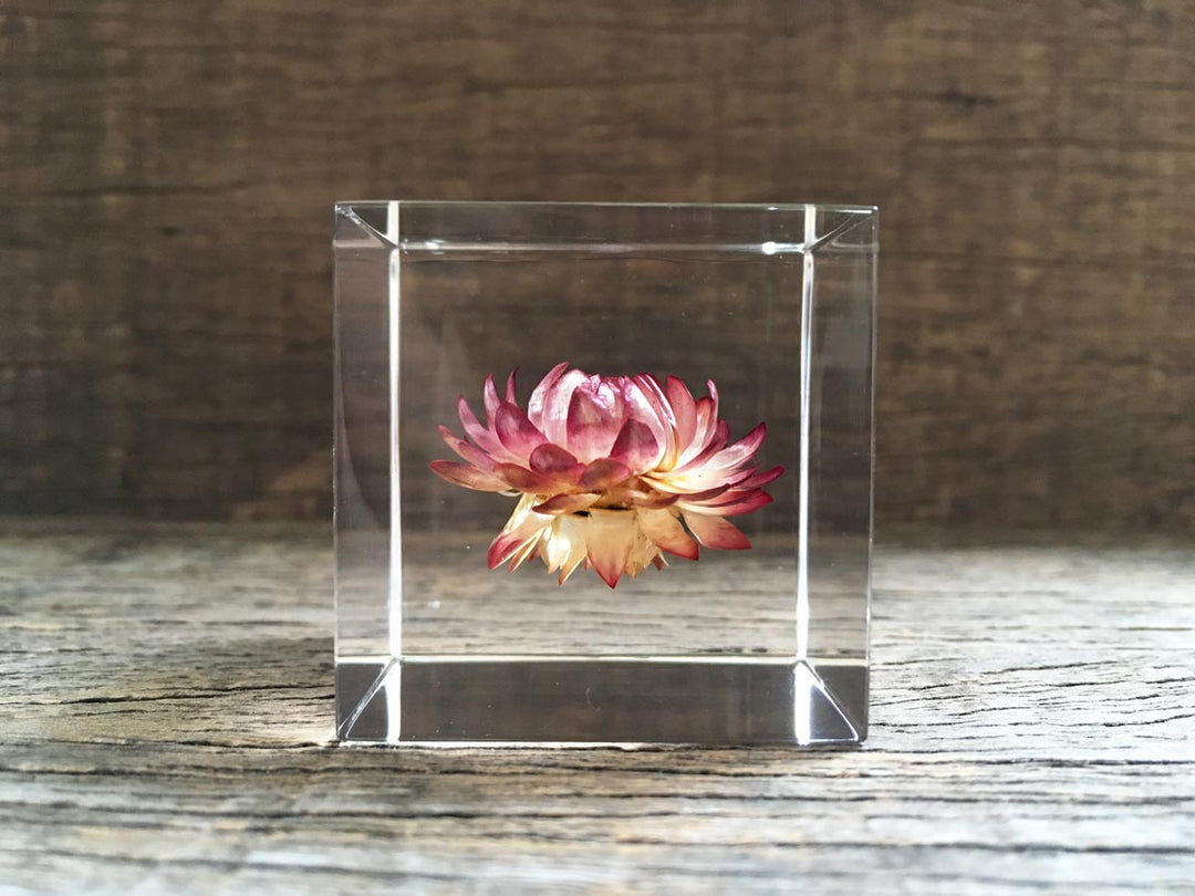 Specimen Cube: Strawflower Sola Cube – the Otherist