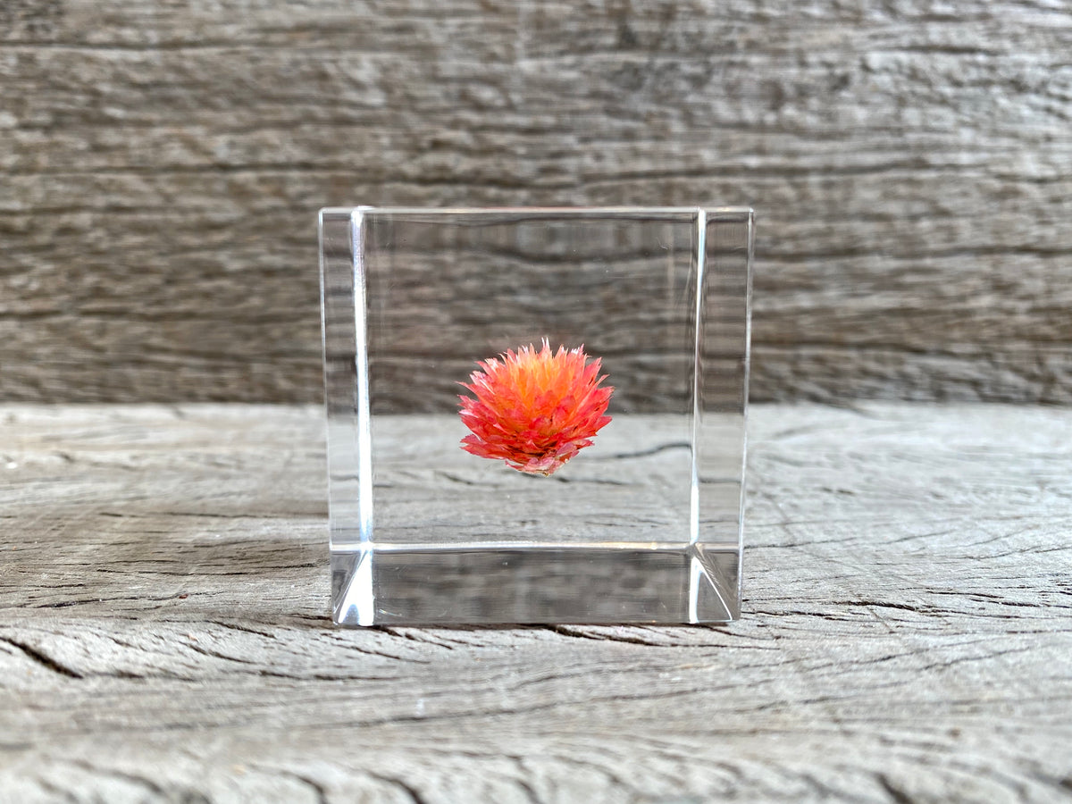 Specimen Cube: Fennel Flower Sola Cube – the Otherist